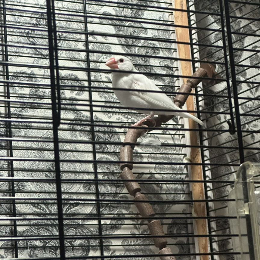 Рисовая амадина