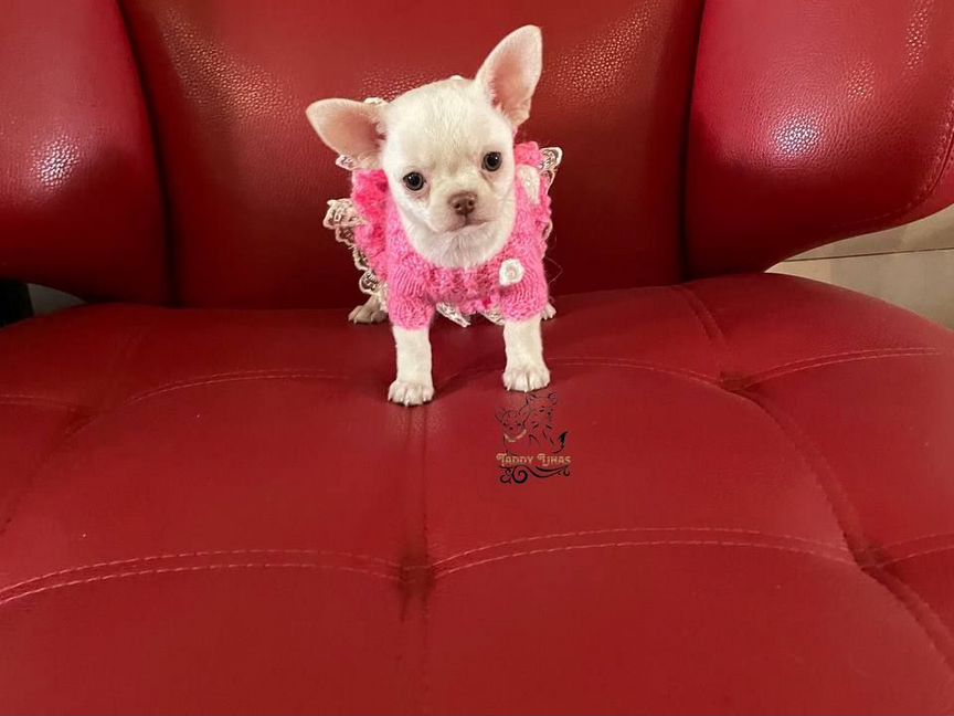 Модница Тиффани