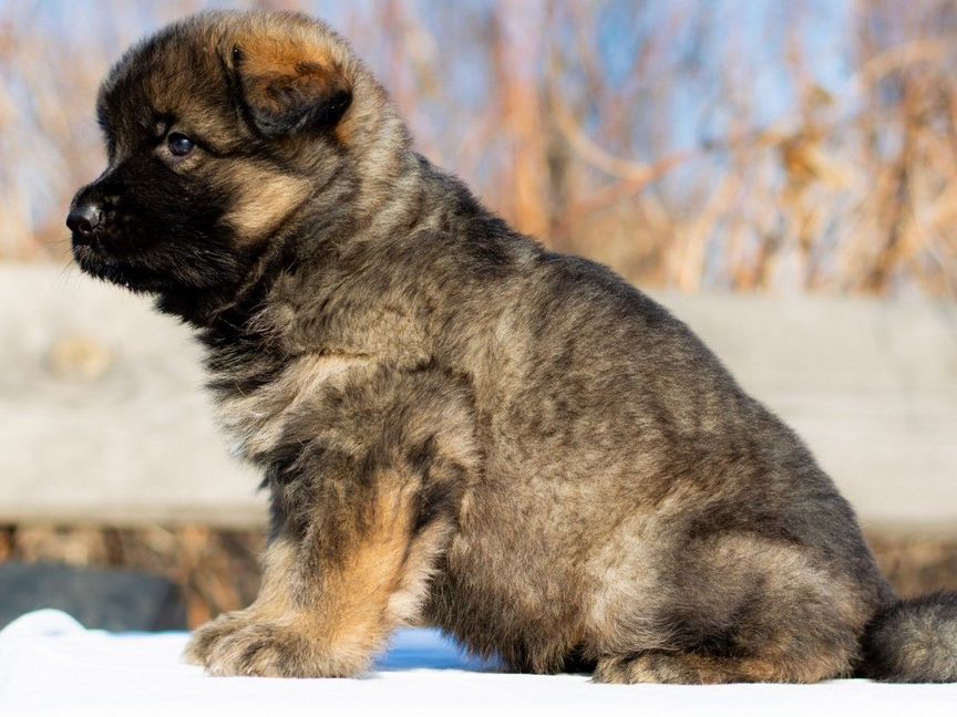 Щенки крупных вео-восточно-европейских овчарок