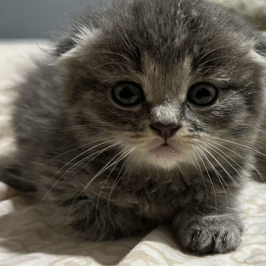 Шотландский вислоухий короткошёрстный котёнок