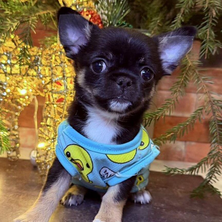 Чихуахуа, щенок