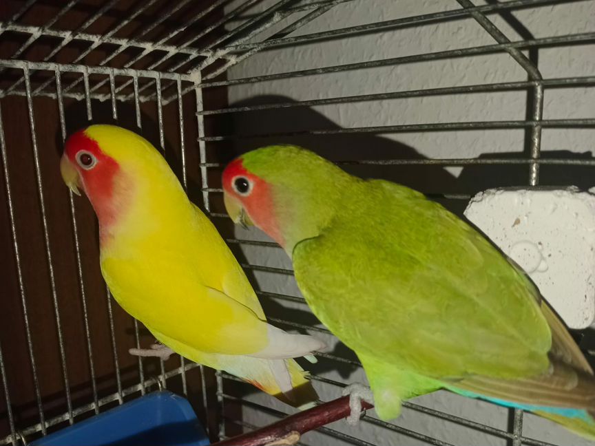 Попугаи неразлучники