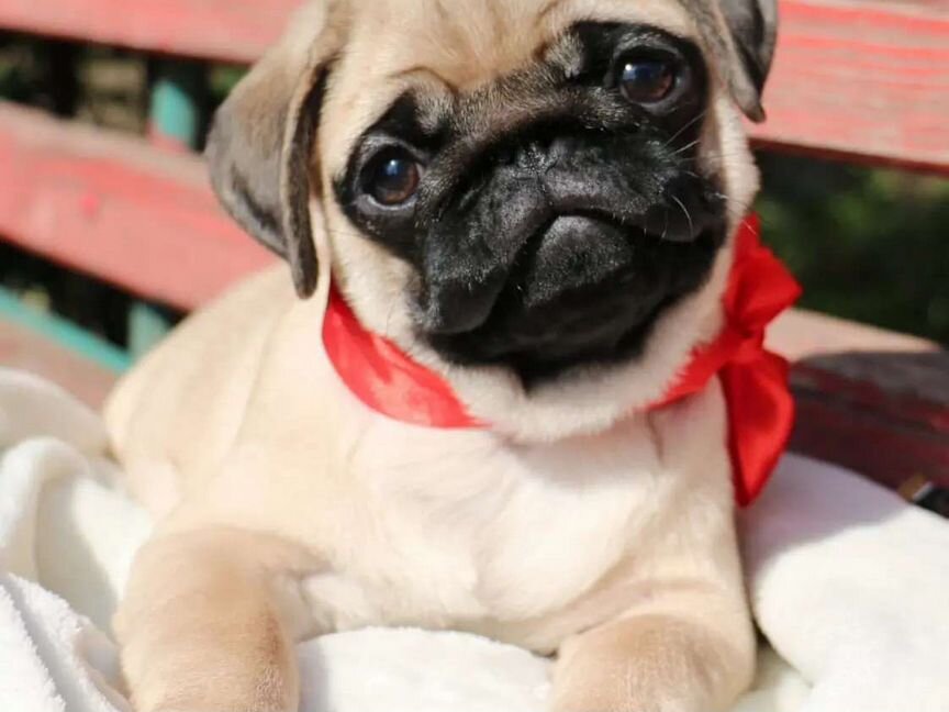 Щенки мопса