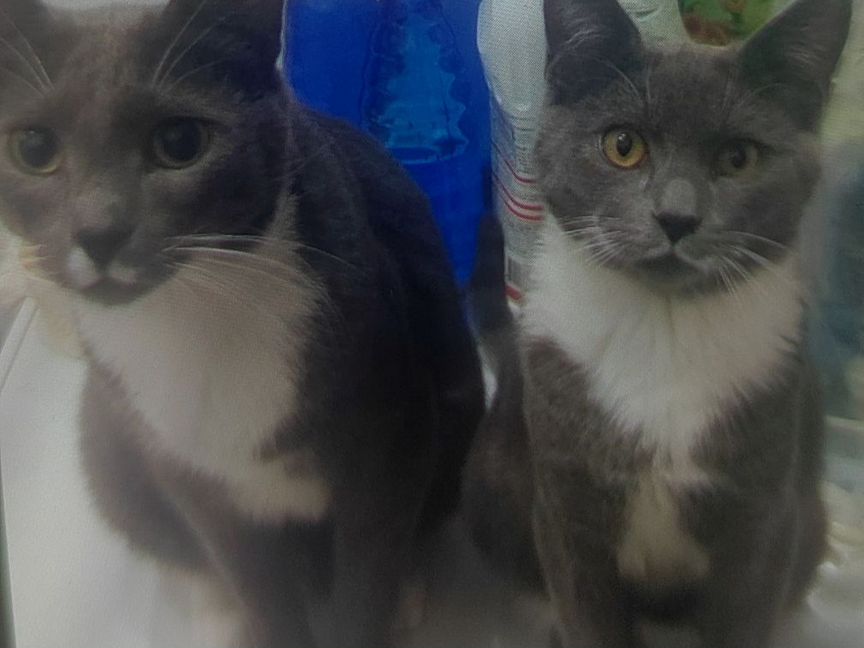 Отдам кота в добрые руки