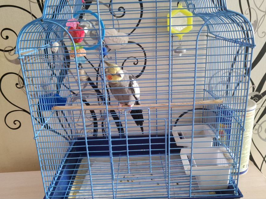 Попугай корелла с клеткой