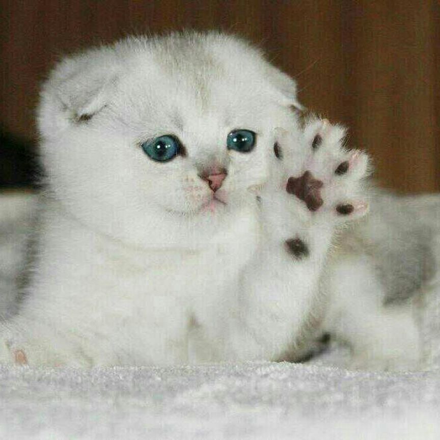 Вислоухие котята