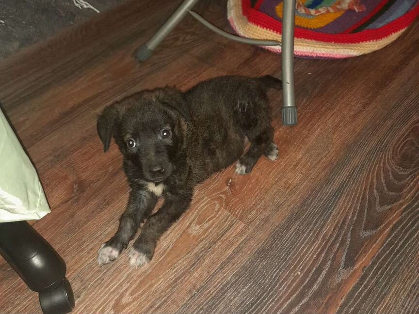 Щенок,мальчик не большой