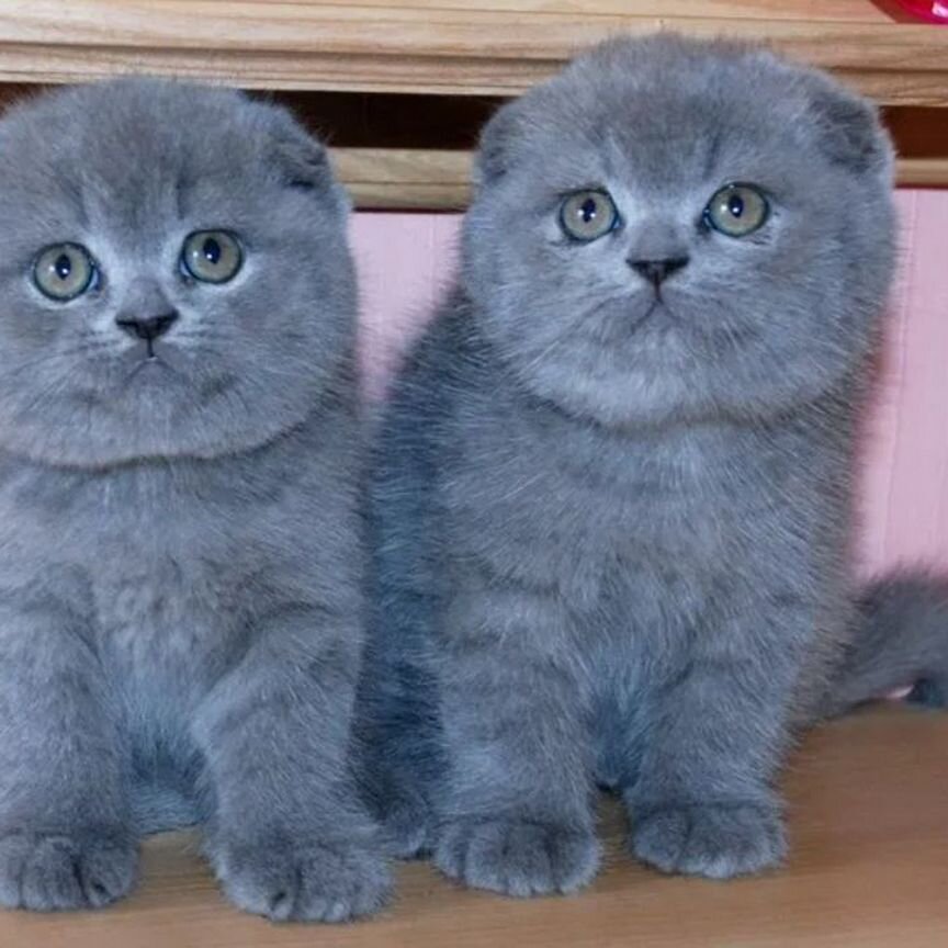 Шотландские котята