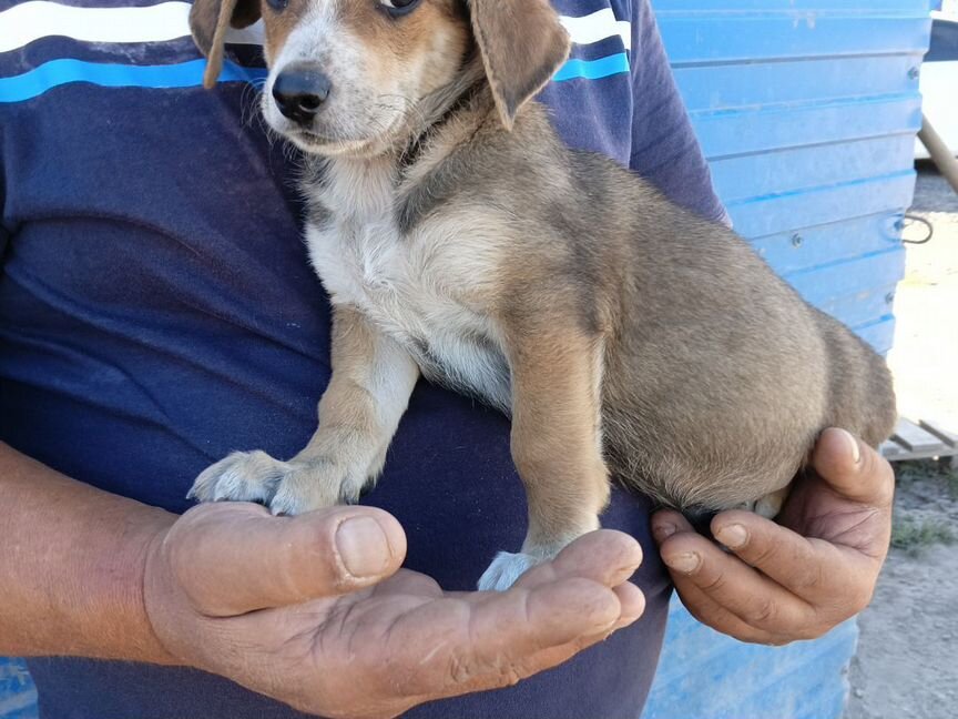 Маленький щенок в добрые руки