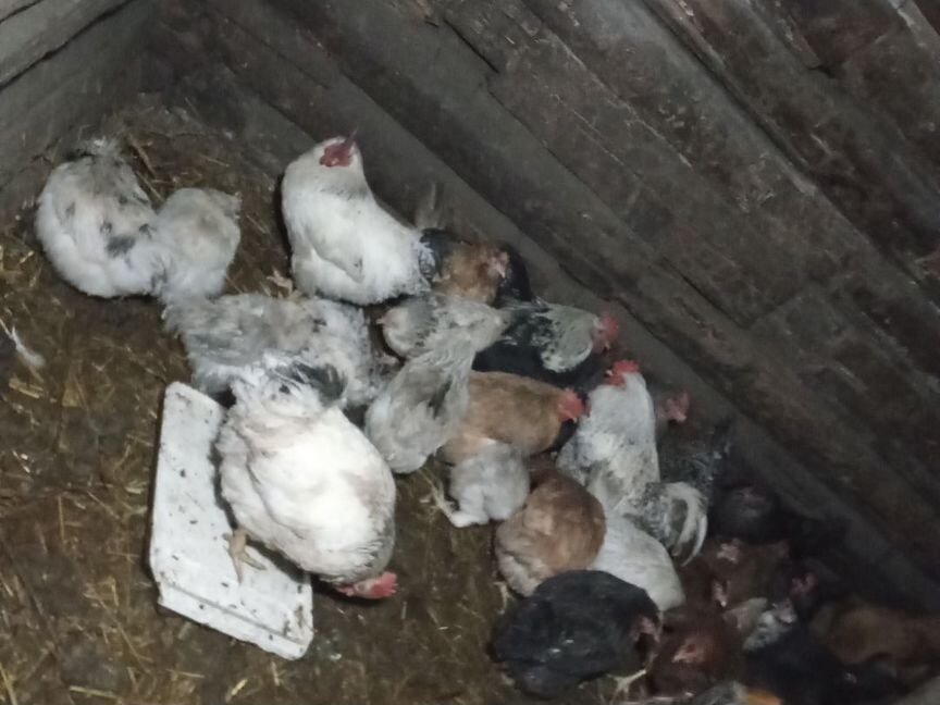 Куры питухи