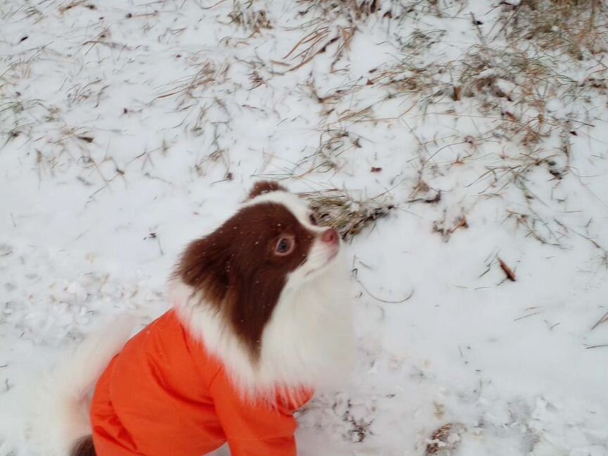 Малый немецкий шпиц вязка