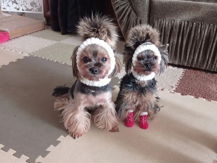 Шапка для собак