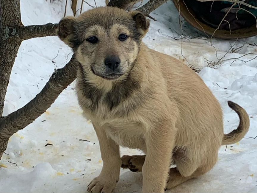 Щенок мальчик живёт в трубе один
