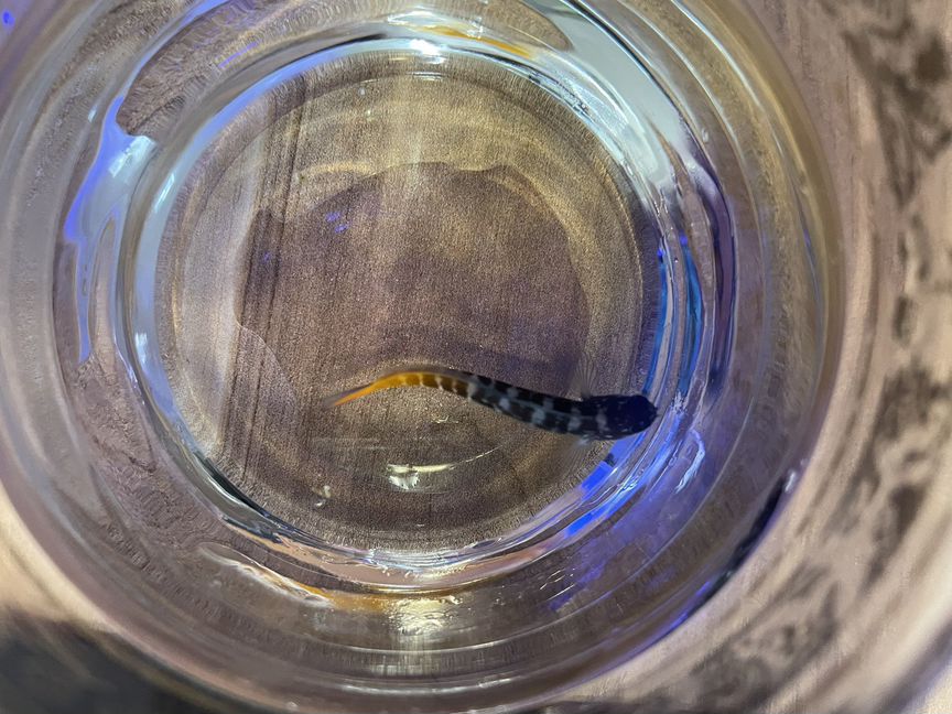 Рыба для морского аквариума собачка биколор