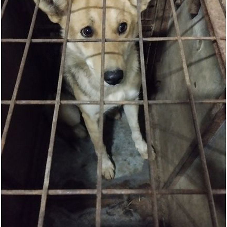 Собаки желают обрести семью)