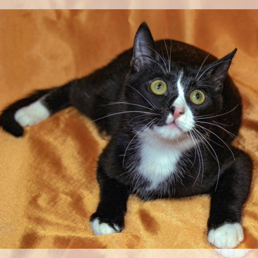 Котёнок в добрые руки