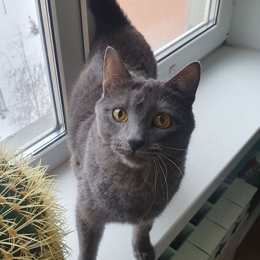 Кот