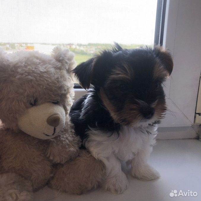 Продам щенков бивер мини