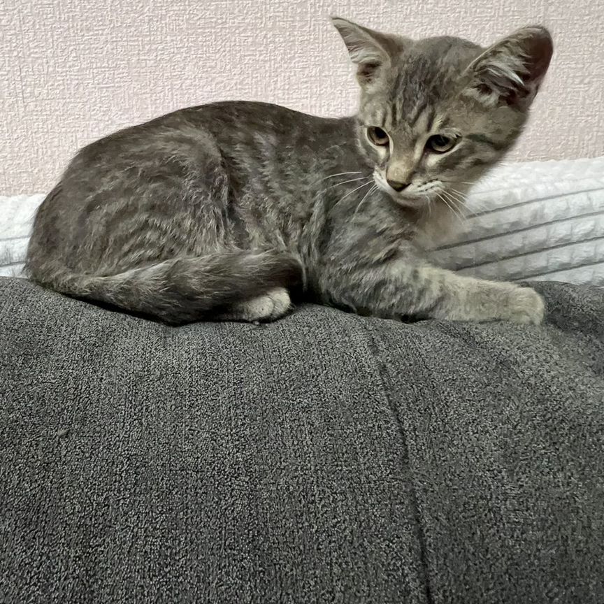 Отдам котенка в добрые руки