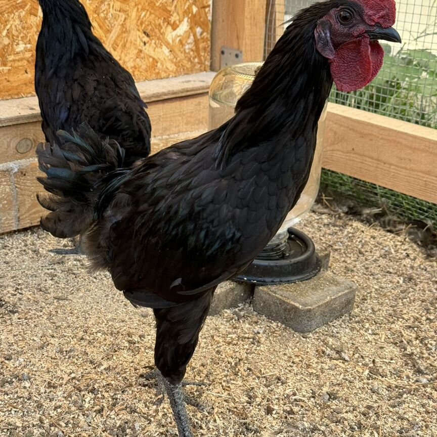 Петух и курица ухеилюй