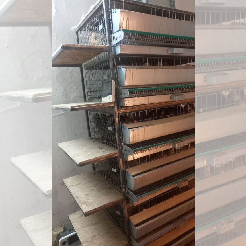 Перепела,клетка для перепелов,стойка под клетки