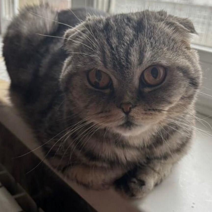 Шотландская вислоухая кошка ищет дом
