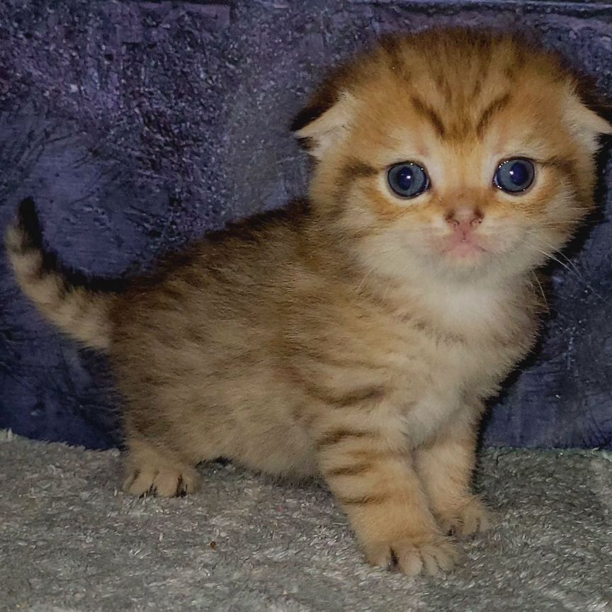 Шотландский вислоухий короткошёрстный котёнок