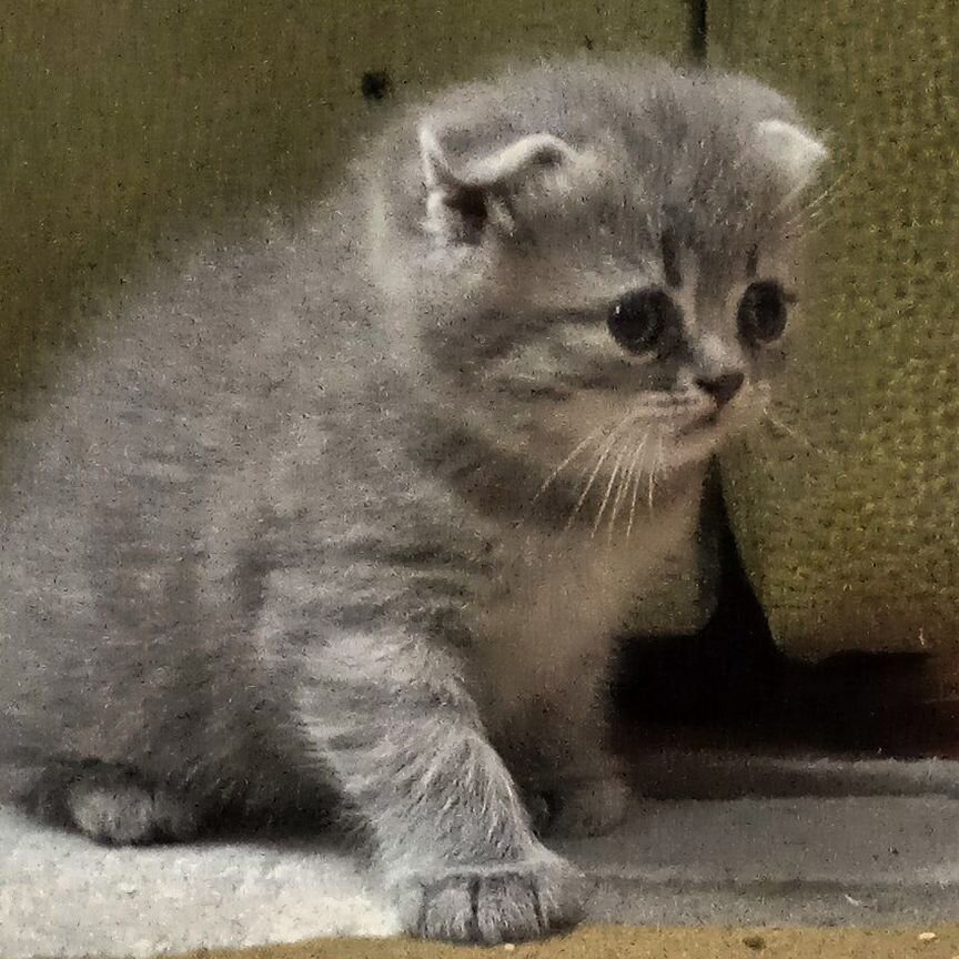 Бриташечка