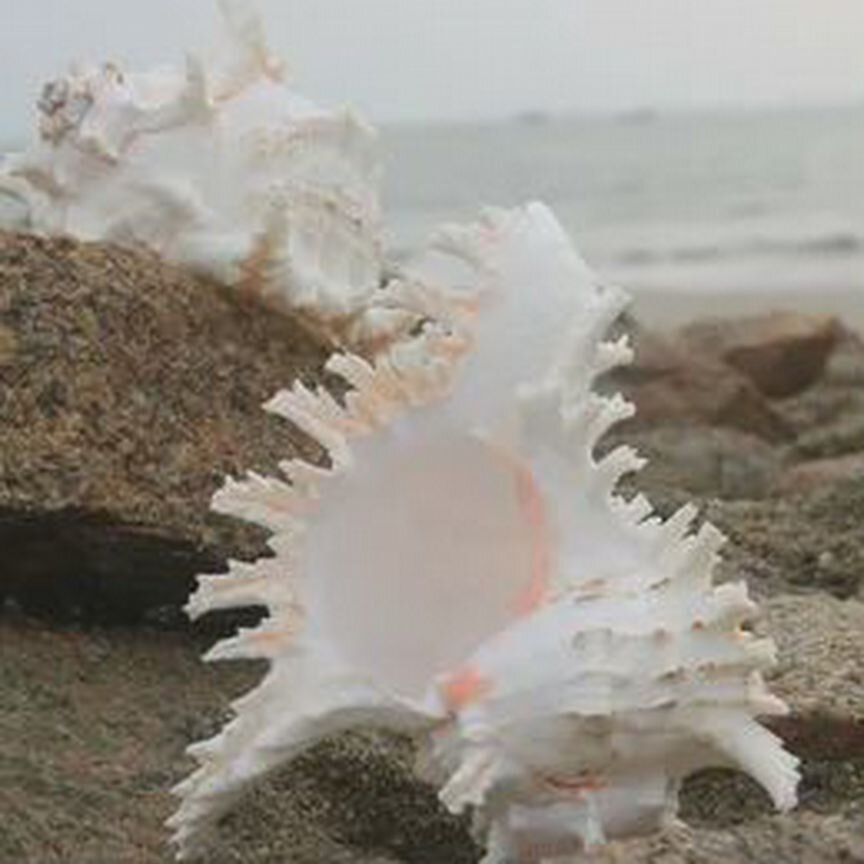 Белая большая морская раковина. Филиппины