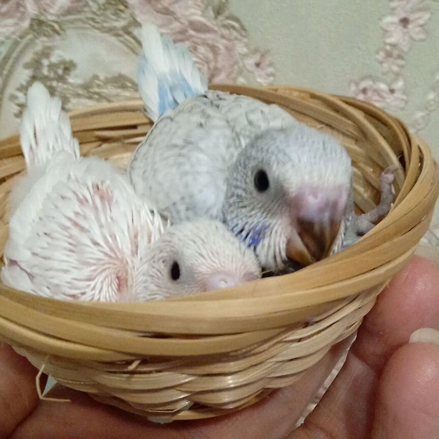 Птенцы волнистика от говорящих предков