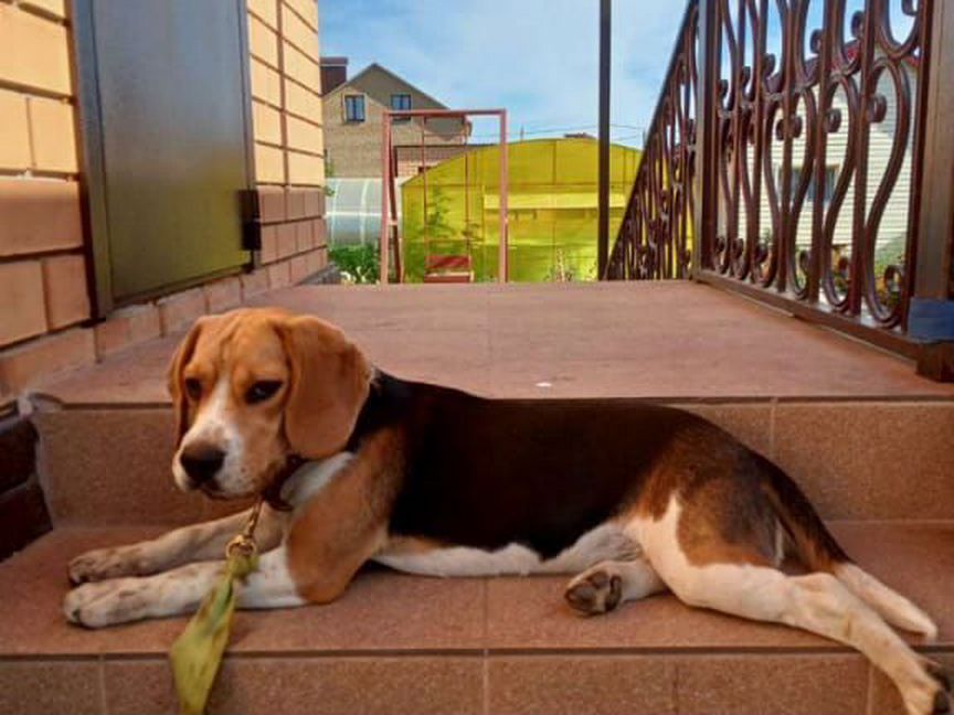 Собака породы бигль