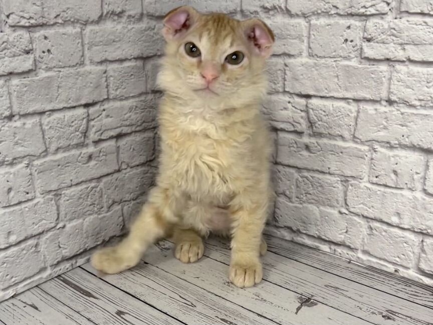 Рыжий котенок девочка