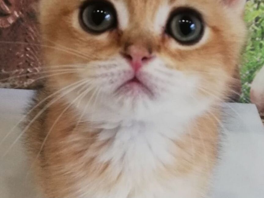 Кошки золотые шиншиллы