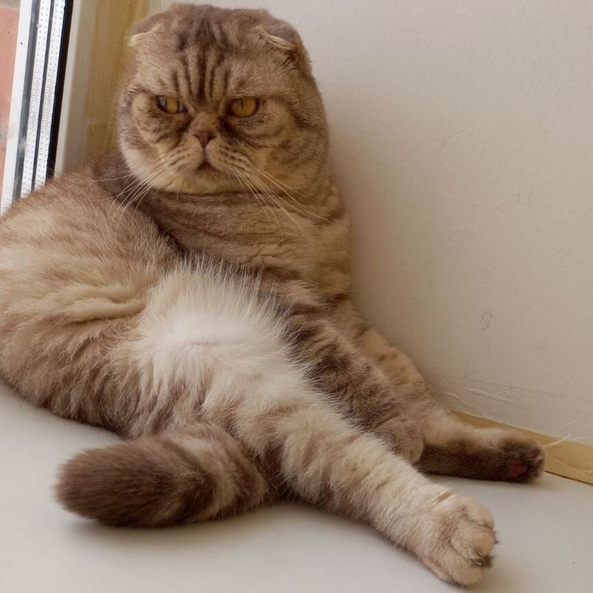 Шотландец вислоухий