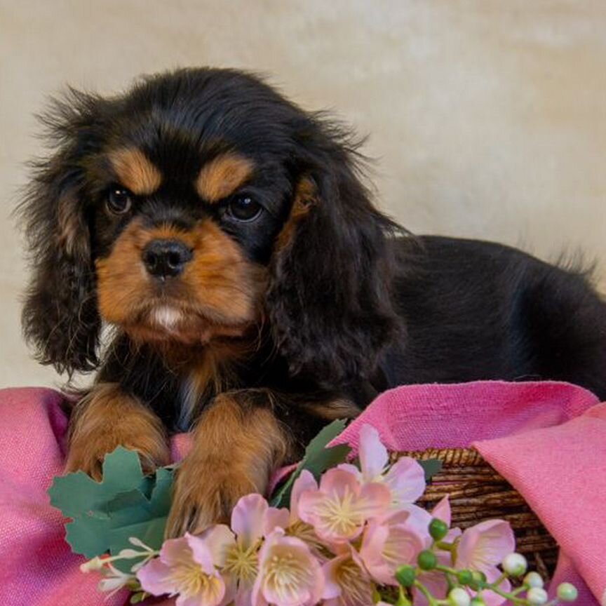 Кавалер кинг-чарльз-спаниель, щенок