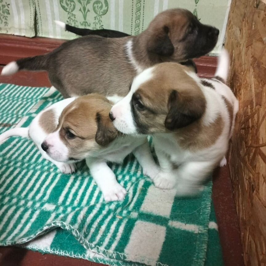 Щенята породы Джек Рассел терьер. В добрые руки