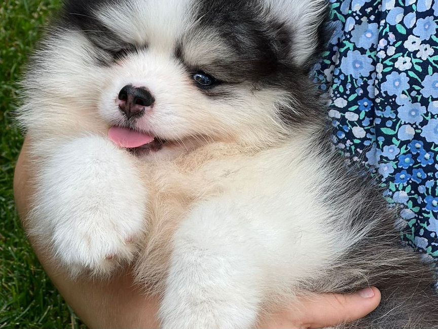 Малышка помски