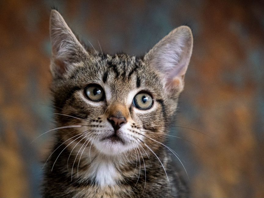 Котенок с горячим сердцем Тигран