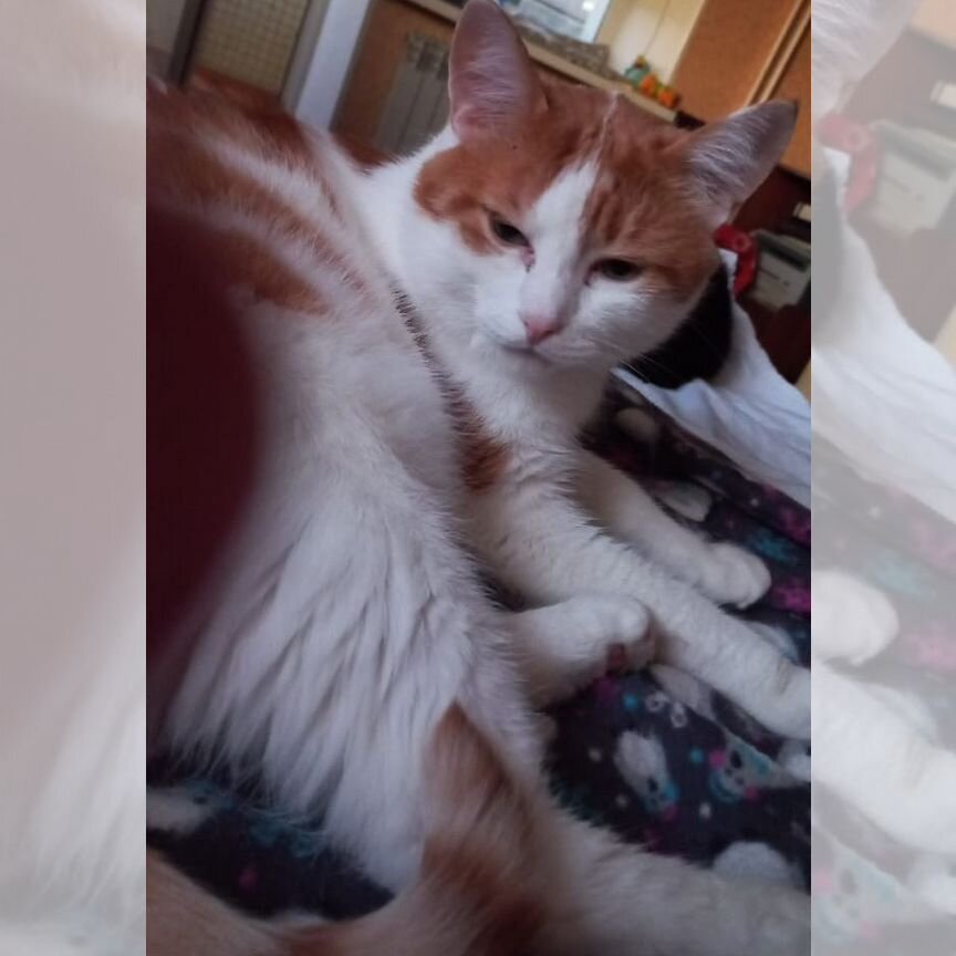 Самые милые котики