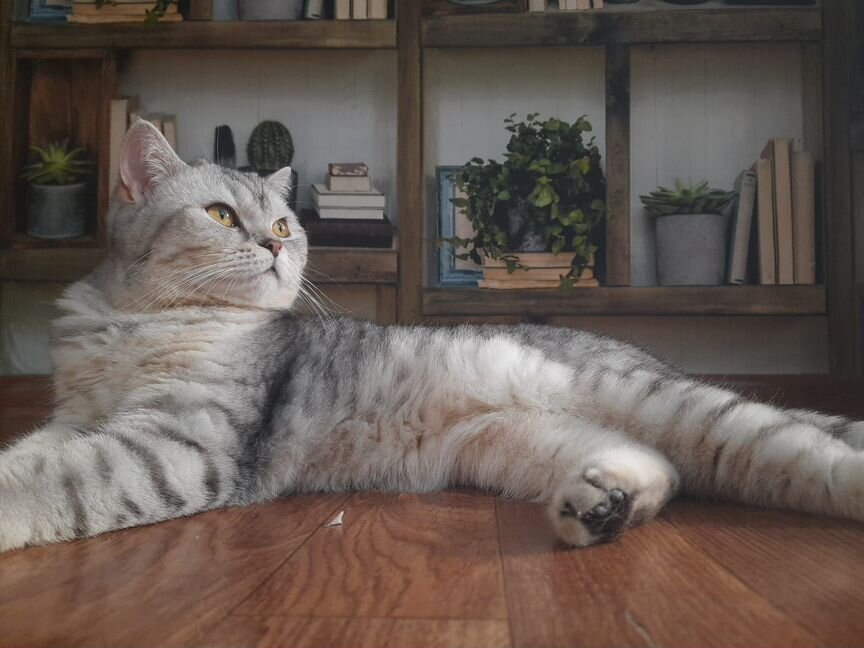 Британская короткошерстная кошка