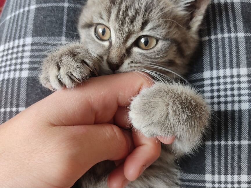 Кошка щенки