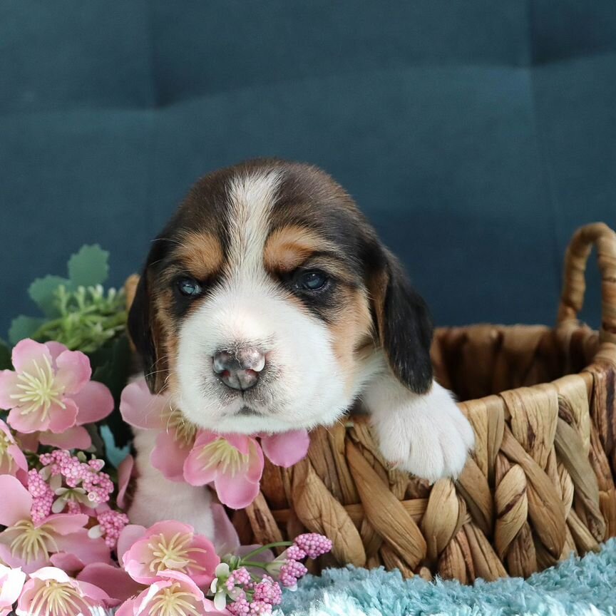 Бигль, щенок