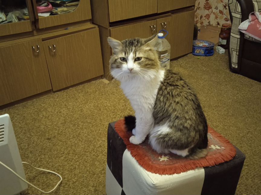 Кот взрослый