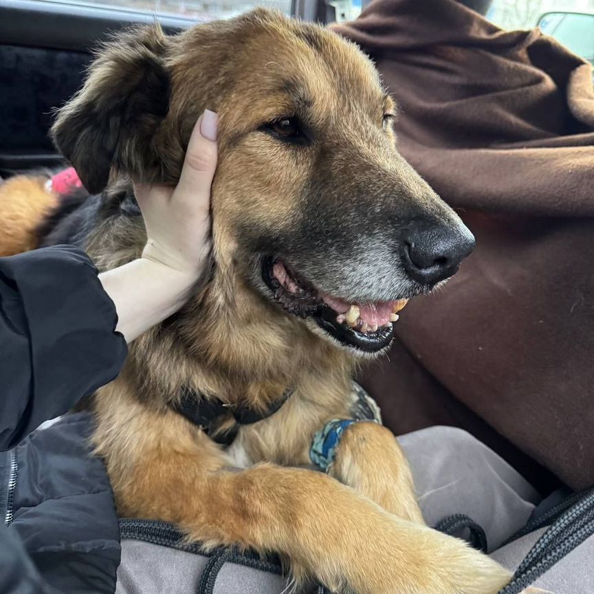 Взрослая собака в добрые руки