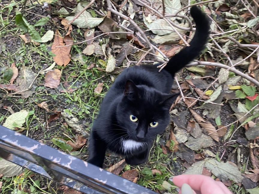 Найдена кошка