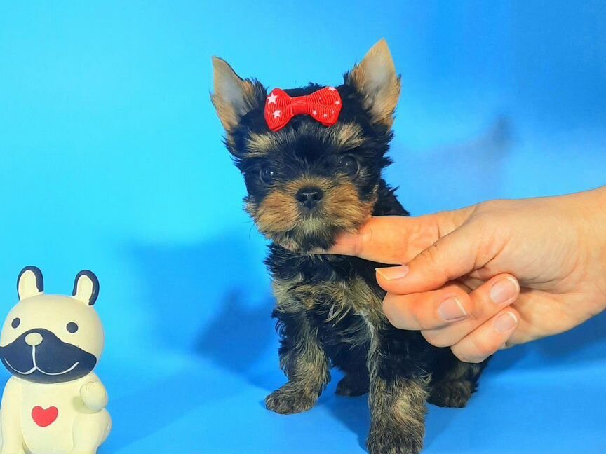 Йоркширский терьер щенки мини и стандарт