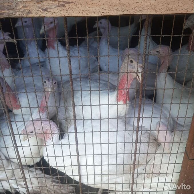 Индюки индюшки индейки