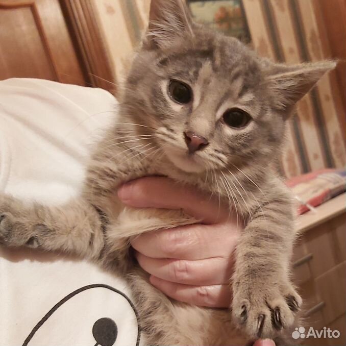 Бездомный серый котенок мальчик в добрые руки