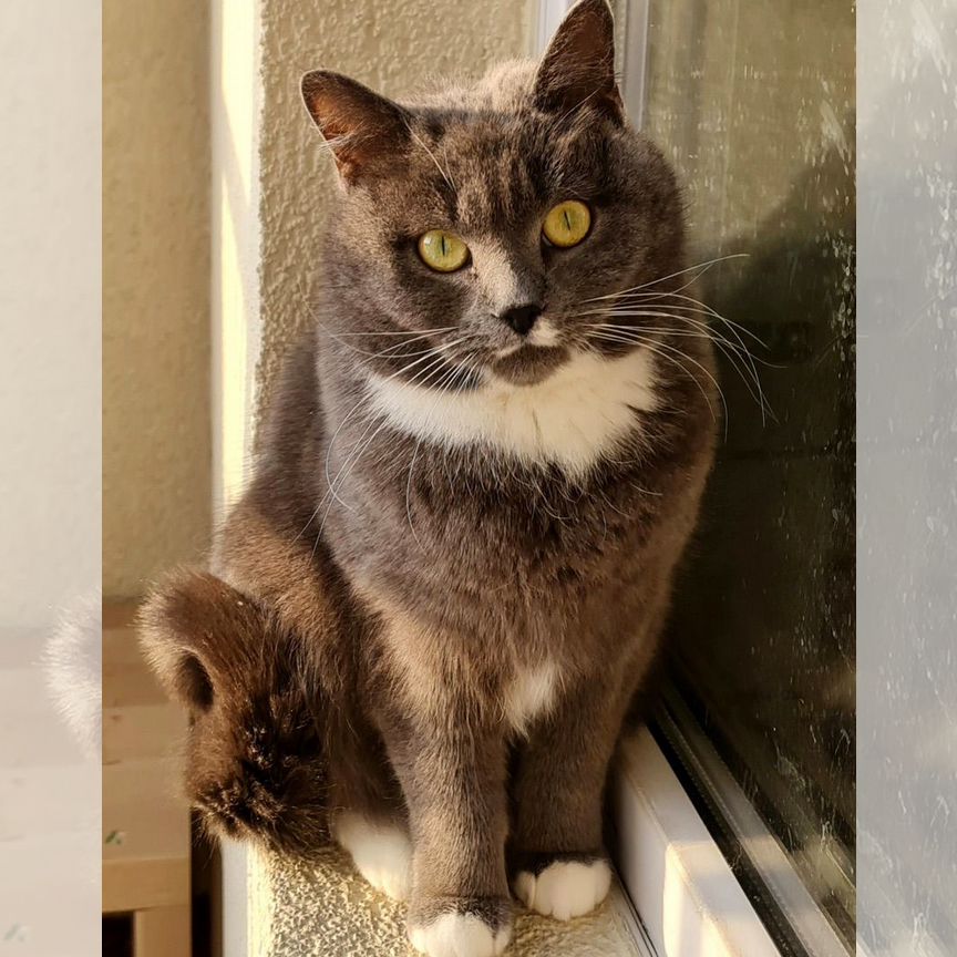 Взрослая, кошка в добрые руки