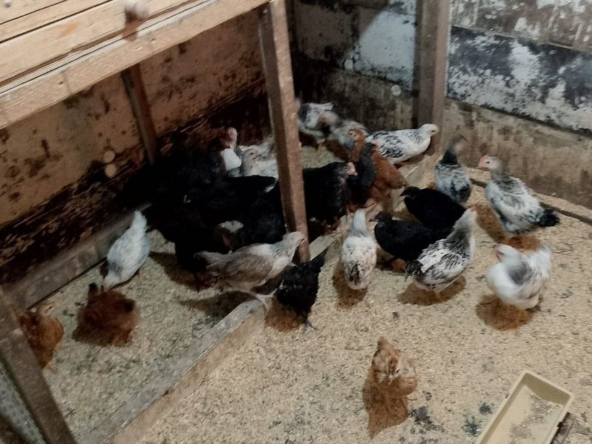 Куры несушки